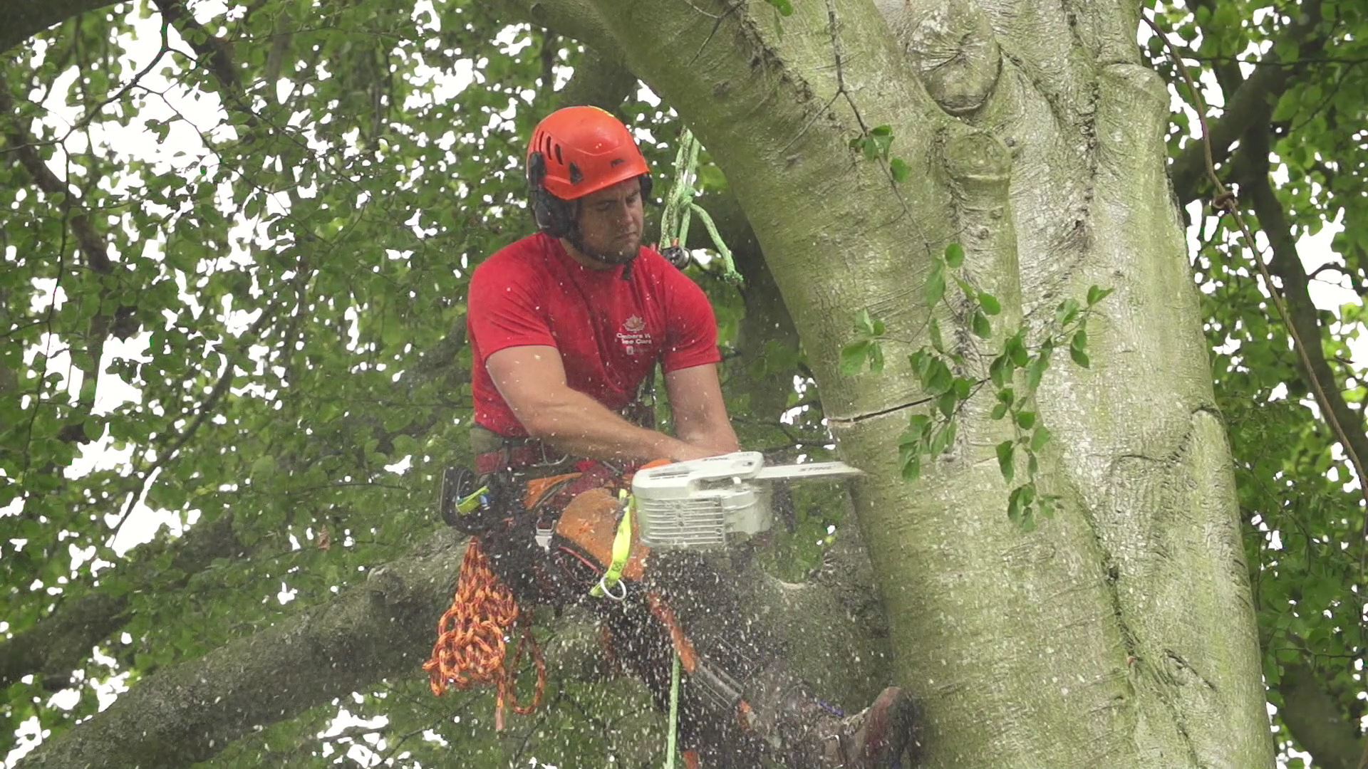 Tree Surgeon Oxford - Climbers Way Tree Care - Oxford Tree Surgeons