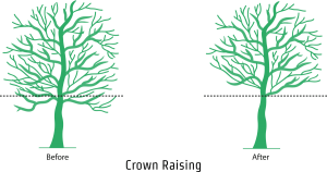 A Simple Guide to Tree Surgery Terms - Climbers Way Tree Care