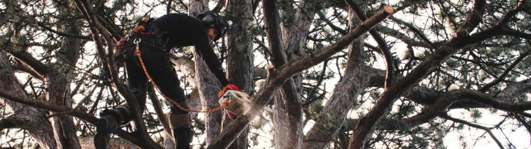 Tree Pruning - Crown Reductions, Lifts & Deadwooding - Climbers Way